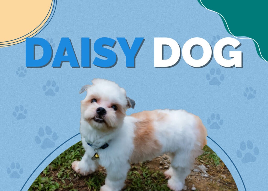 Daisy Dog: Info, Pictures, Characteristics & Facts | Hepper Pet Resources