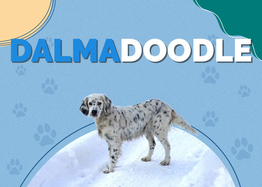 Dalmadoodle (Dalmatian & Poodle Mix): Info, Pictures, Characteristics ...