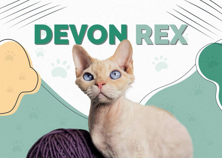 Devon Rex Cat Breed: Info, Pictures, Care, Traits & Facts | Hepper Pet ...
