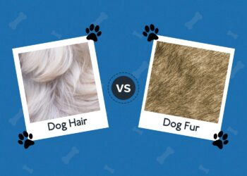 Dogs With Hair vs Fur: Vet-Reviewed Key Differences & Facts | Hepper ...
