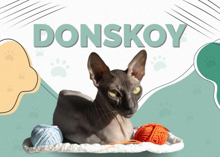 Donskoy Cat: Info, Pictures, Characteristics & Facts | Hepper Pet Resources