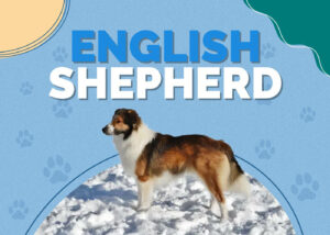 English Shepherd: Info, Pictures, Characteristics & More | Hepper Pet ...