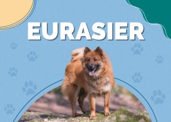 Eurasier Dog: Breed Info, Pictures, Care Guide & Facts | Hepper Pet ...