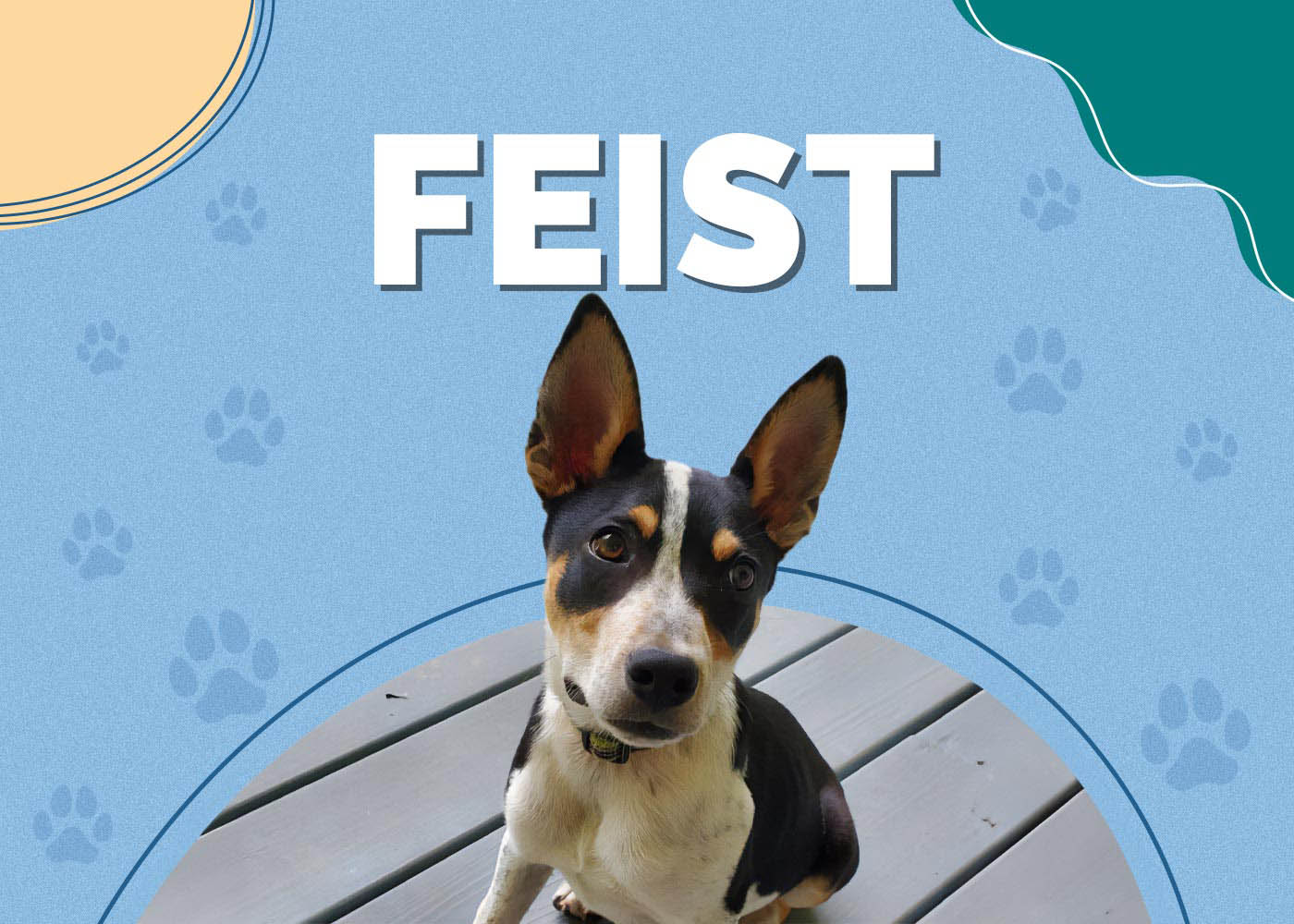Feist Dog: Info, Pictures, Characteristics & Facts | Hepper Pet Resources