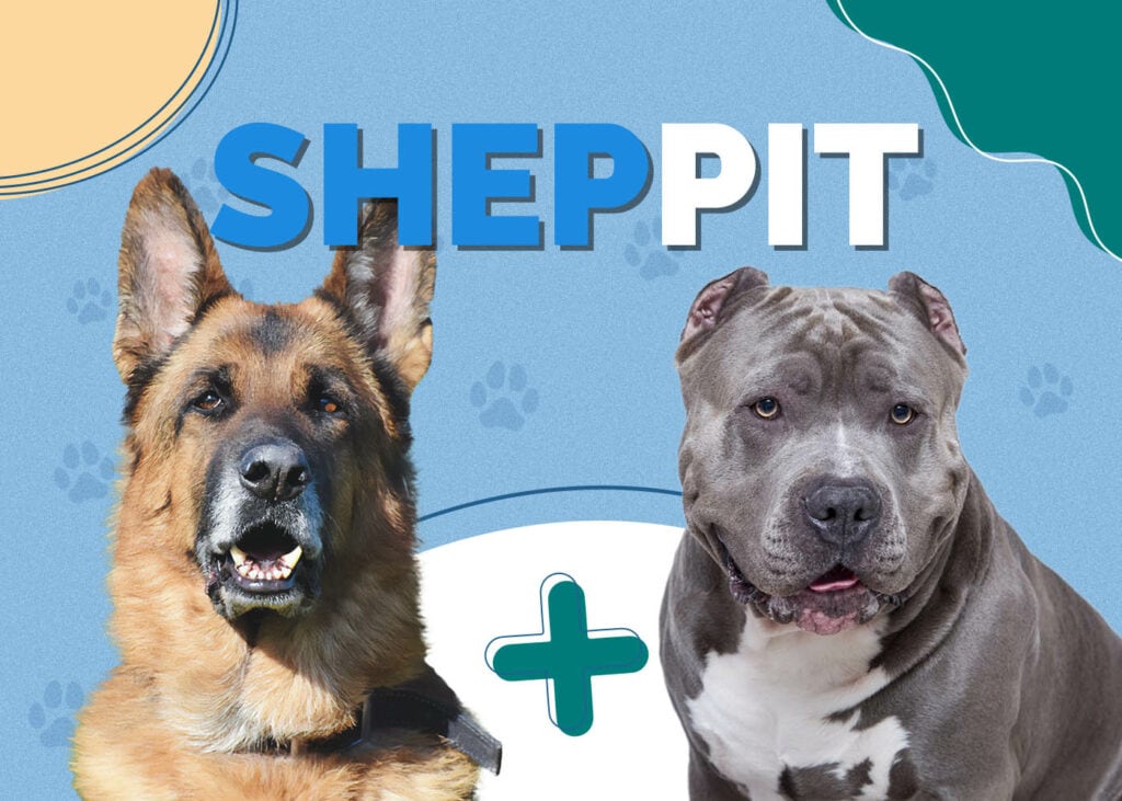 German Shepherd Pit Mix (Sheppit): Info, Pictures, Characteristics ...