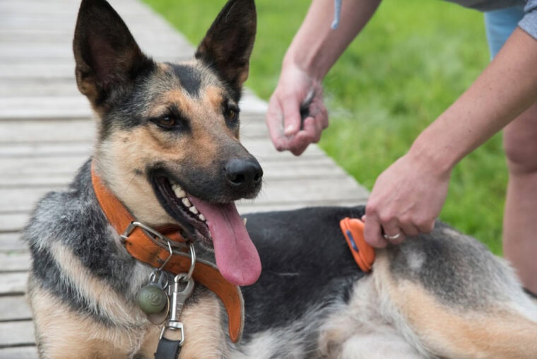 Dogs With Hair vs Fur: Vet-Reviewed Key Differences & Facts | Hepper ...