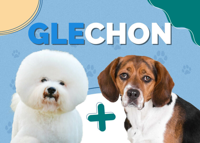 Beagle & Boxer Mix (Boggle Dog): Info, Pictures, Characteristics ...