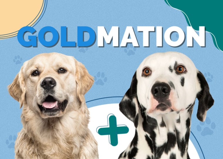 Golden Retriever Dalmatian Mix (Goldmation): Info, Pictures ...