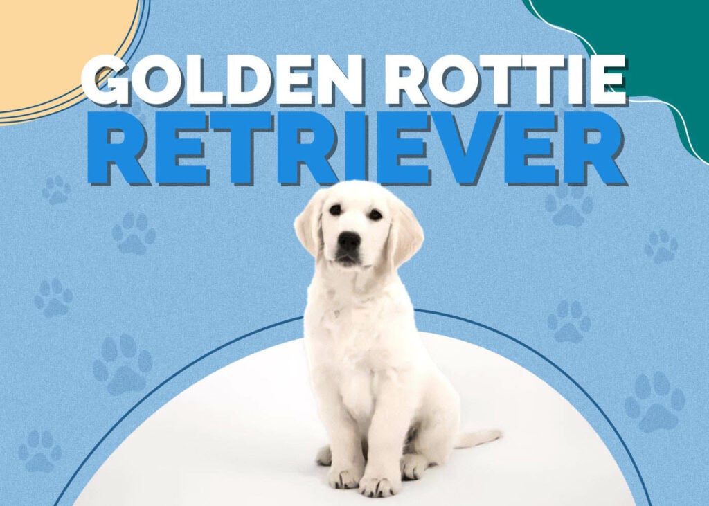 Golden Rottie Retriever (Golden Retriever & Rottweiler Mix): Info ...