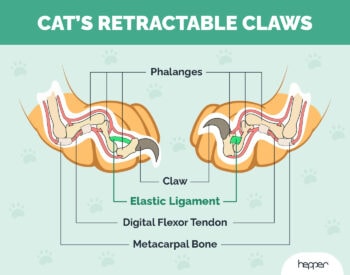 How Do Cat Claws Retract? Vet-Reviewed Cat Anatomy | Hepper Pet Resources