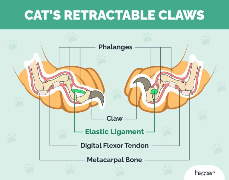 How Do Cat Claws Retract? Vet-Reviewed Cat Anatomy | Hepper Pet Resources
