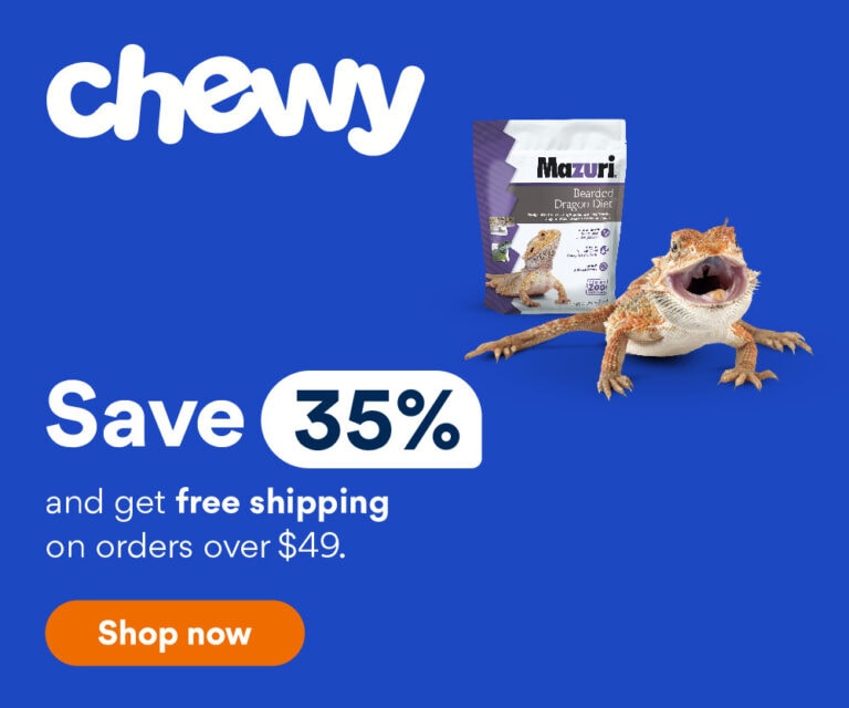 Do Bearded Dragons Have Teeth? Lizard Anatomy Explained | Hepper Pet ...