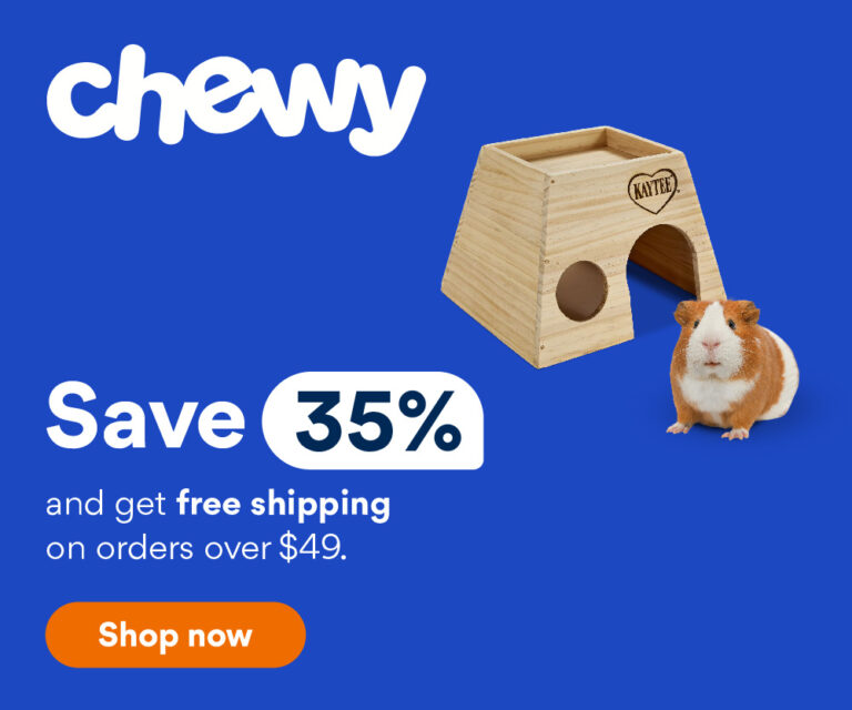 How Much Does It Cost to Own a Guinea Pig? 2026 Price Guide | Hepper ...