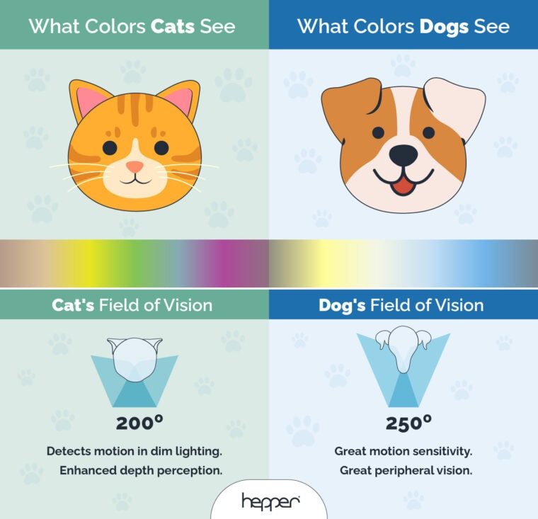 Cat Vision vs Dog Vision: Who Has the Better Eyesight? (Vet-Reviewed ...