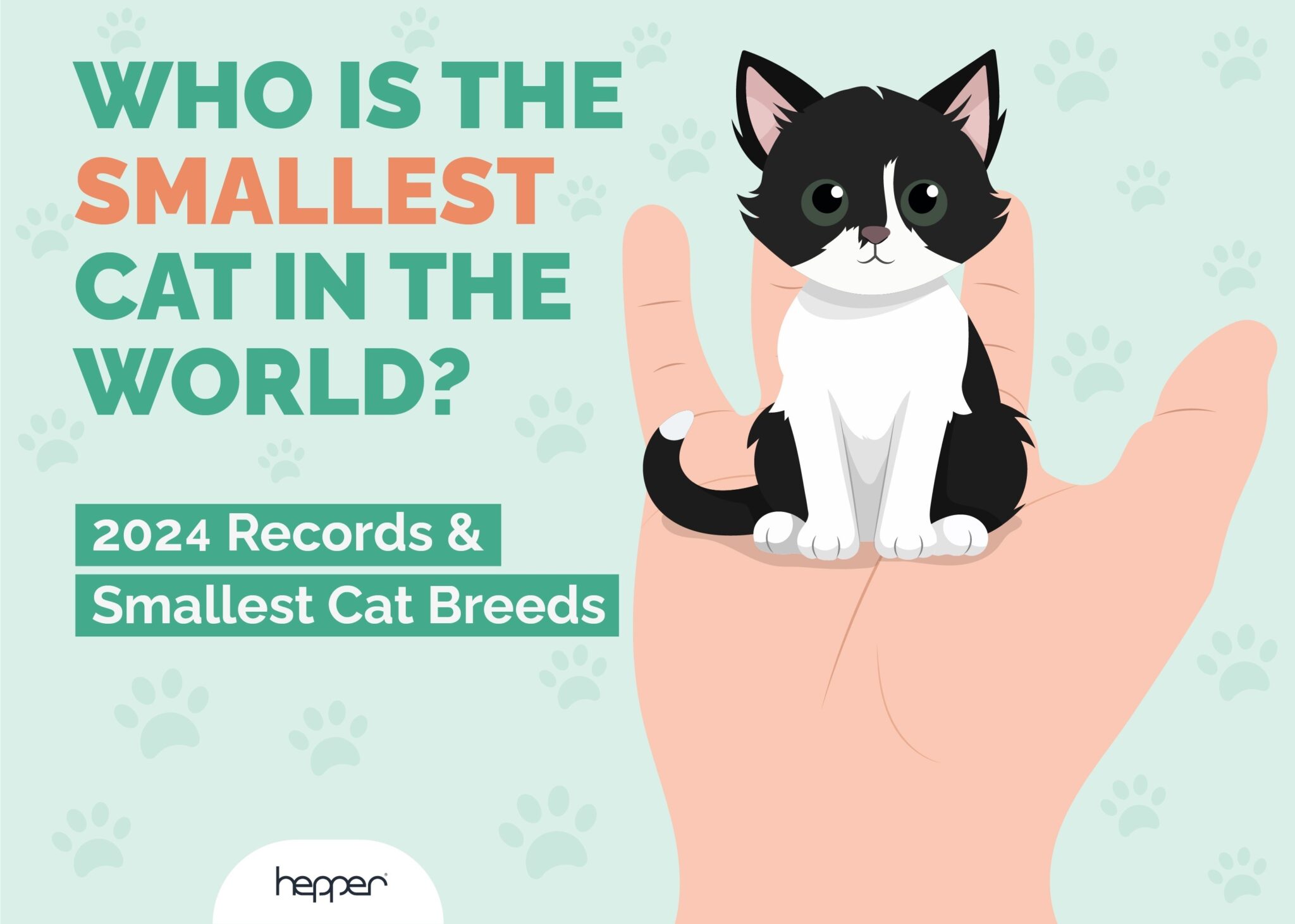 Who Is the Smallest Cat in the World? 2025 Records & Smallest Cat ...