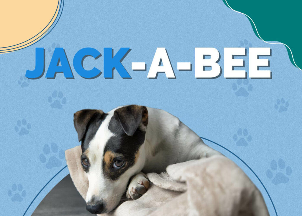 Jack-A-Bee (Beagle & Jack Russell Terrier Mix): Info, Pictures & More ...
