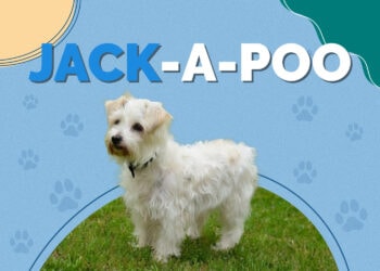 Bossi-Poo (Boston Terrier & Poodle Mix): Info, Pictures ...