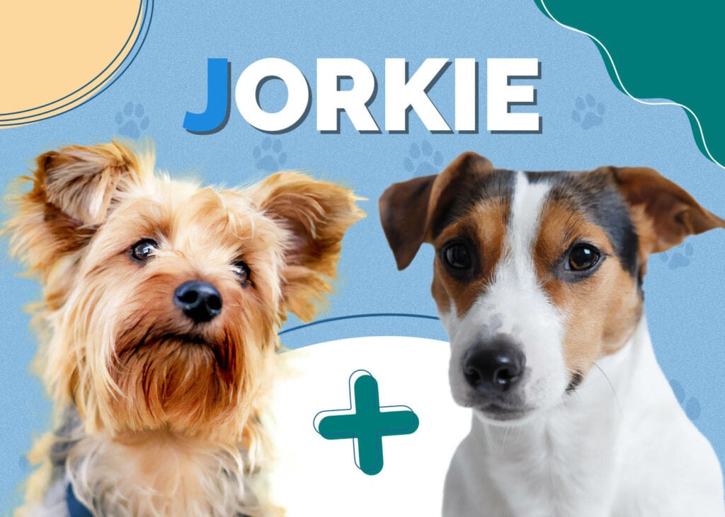 Jorkie (Jack Russell Terrier & Yorkshire Terrier Mix): Info, Pictures ...