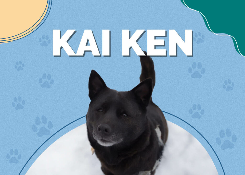 Kai Ken Dog Breed: Info, Pictures, Care Guide & Facts | Hepper Pet ...