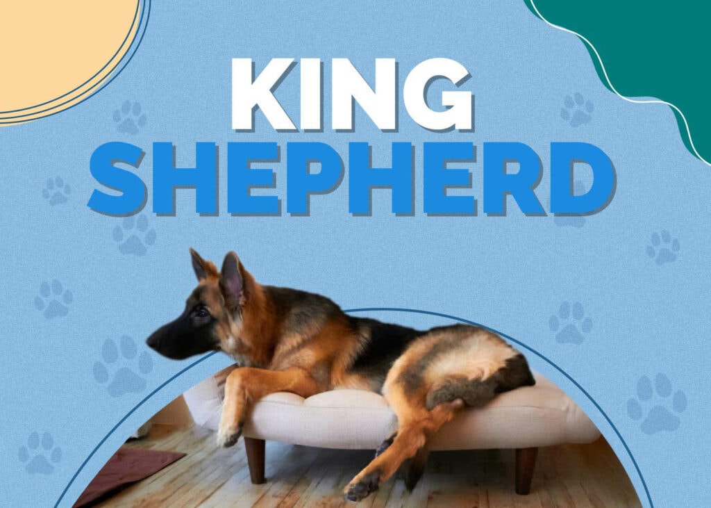 King Shepherd: Info, Pictures, Care Guide, Temperament & Traits ...