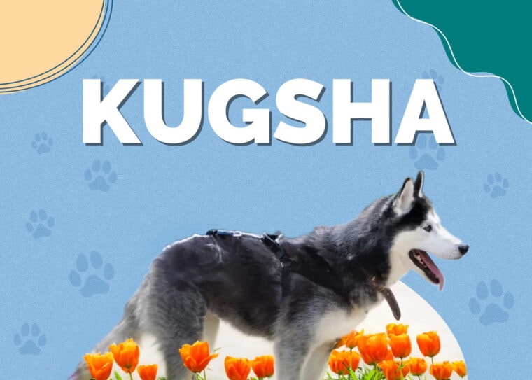 Kugsha: Info, Pictures, Characteristics & More | Hepper Pet Resources