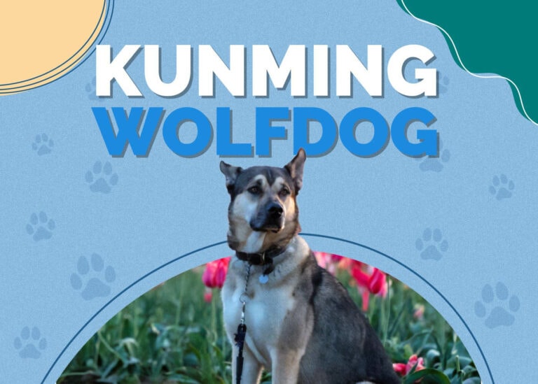 Kunming Wolfdog (Chinese Wolf Dog): Info, Pictures, Care Guide & More ...