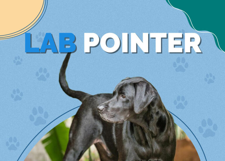 Lab Pointer (English Pointer & Labrador Mix): Info, Pictures & More ...