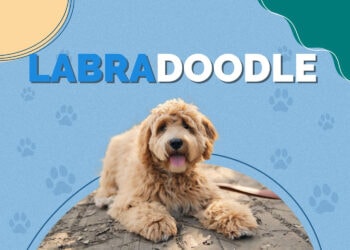 Labradoodle (Labrador Retriever & Poodle Mix): Info, Pictures, Traits ...