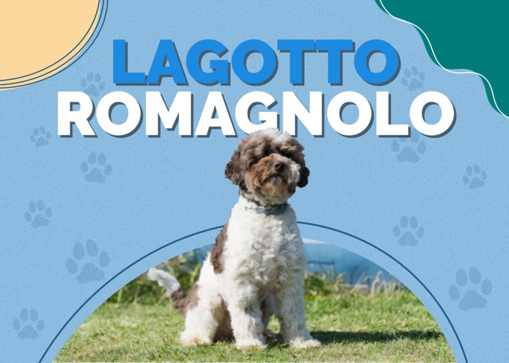 Lagotto Romagnolo: Dog Breed Info, Pictures & Facts | Hepper Pet Resources