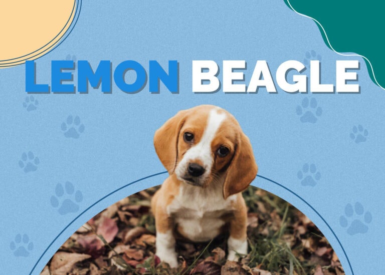 Lemon Beagle: Info, Pictures, Characteristics & More | Hepper Pet Resources