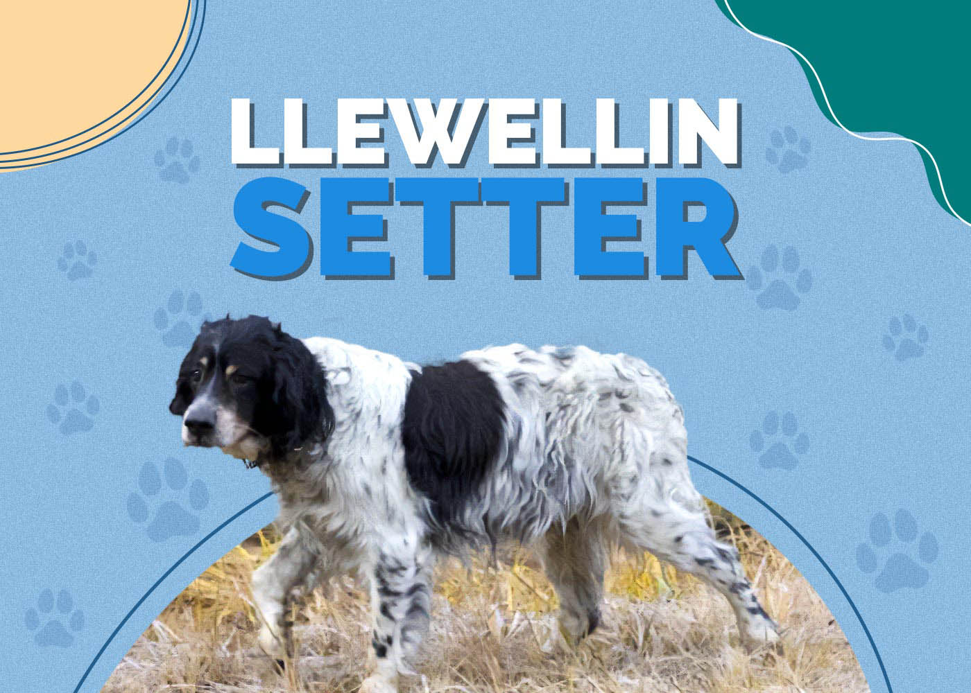 Llewellin Setter: Breed Info, Pictures, Traits, Facts & Personality ...