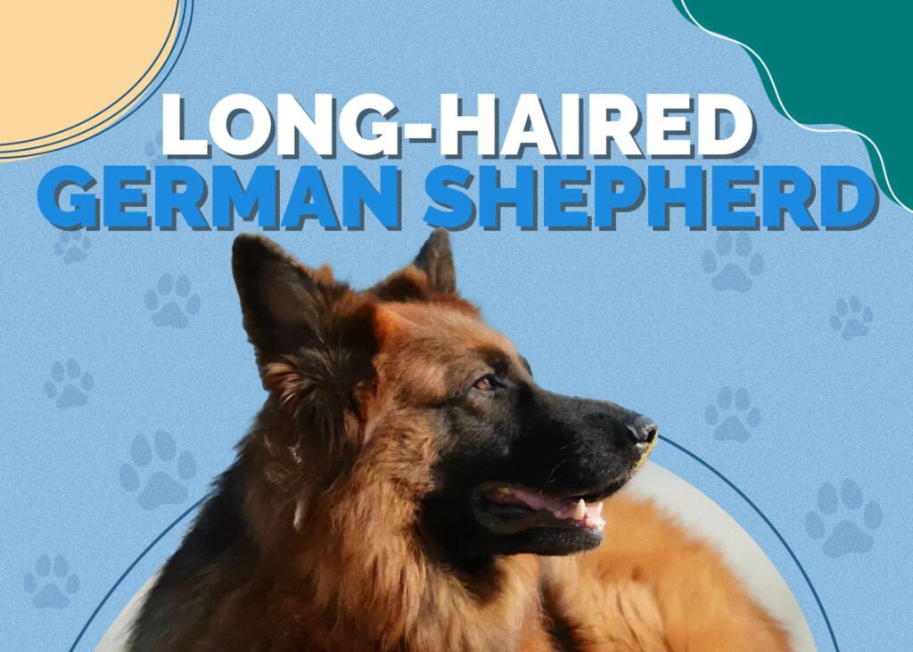 Long-haired German Shepherd Dog Breed Info, Pictures, Traits & Facts ...