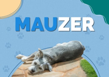 Mauzer (Miniature Schnauzer & Maltese Mix): Info, Pictures ...