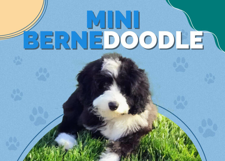 Mini Bernedoodle (Mini Poodle/Bernese Mountain Dog): Info, Pictures ...