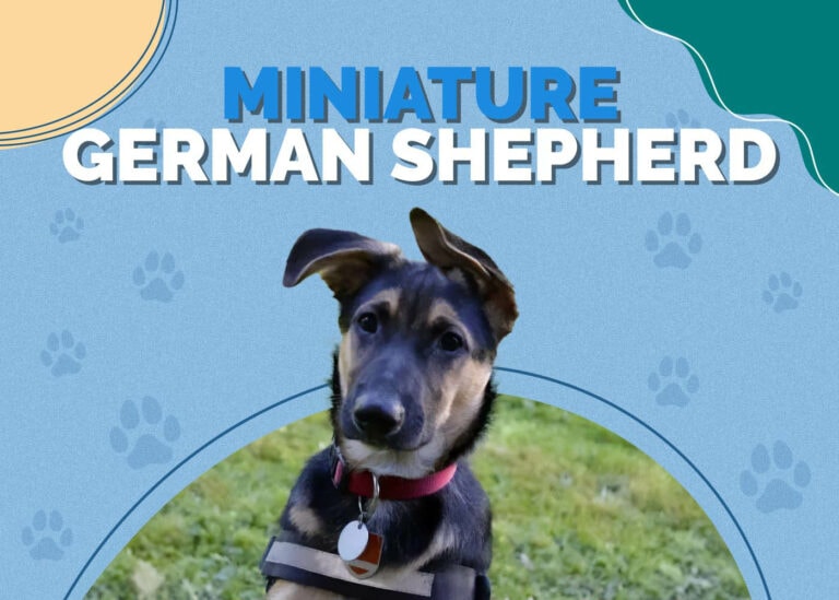 Miniature German Shepherd: Info, Pictures, Characteristics & More ...