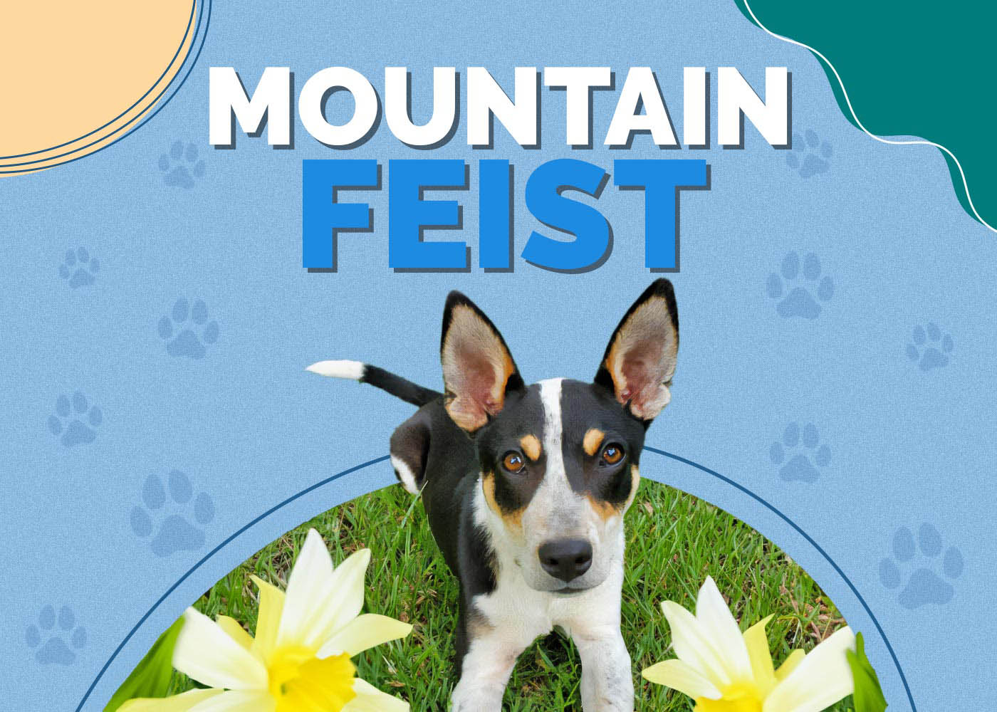 Mountain Feist Dog: Breed Info, Pictures, Temperament & Traits | Hepper ...