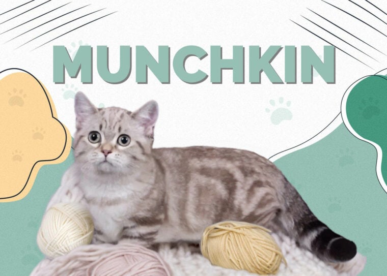 Munchkin Cat: Info, Pictures, Characteristics & Facts | Hepper Pet ...