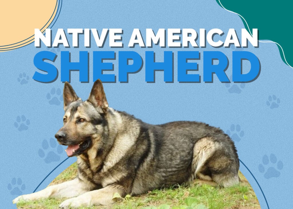 Native American Shepherd: Info, Pictures, Characteristics & Facts ...