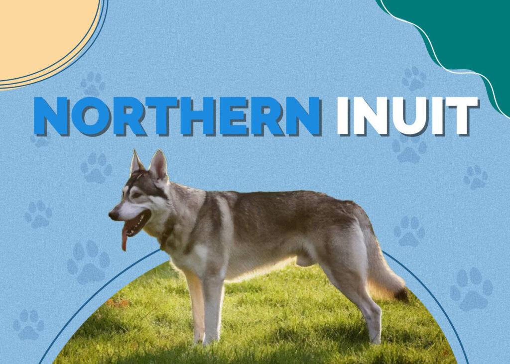 Northern Inuit Dog: Info, Pictures, Characteristics & More | Hepper Pet ...