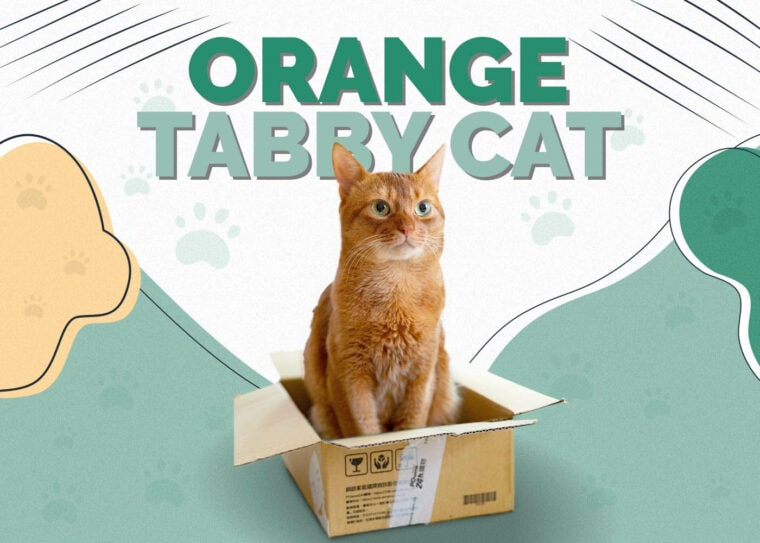 Orange Tabby Cat: Info, Pictures, Origin & History | Hepper Pet Resources