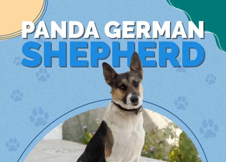 Panda German Shepherd: Info, Pictures, Characteristics & More | Hepper ...