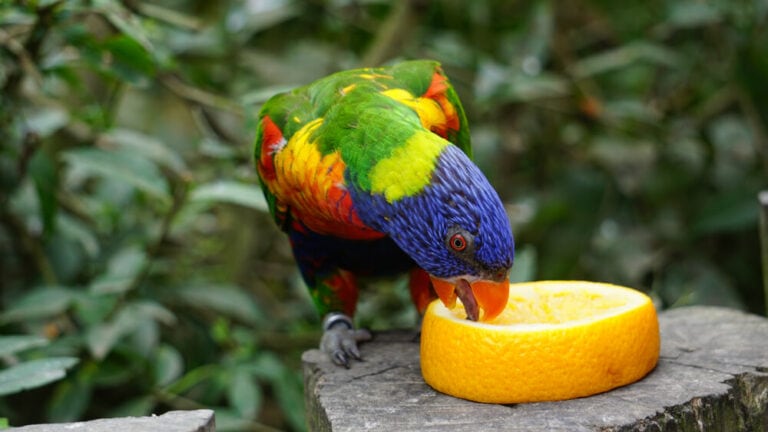 Can Parrots Eat Lemons? Vet-Reviewed Nutritional Facts & FAQ | Hepper ...