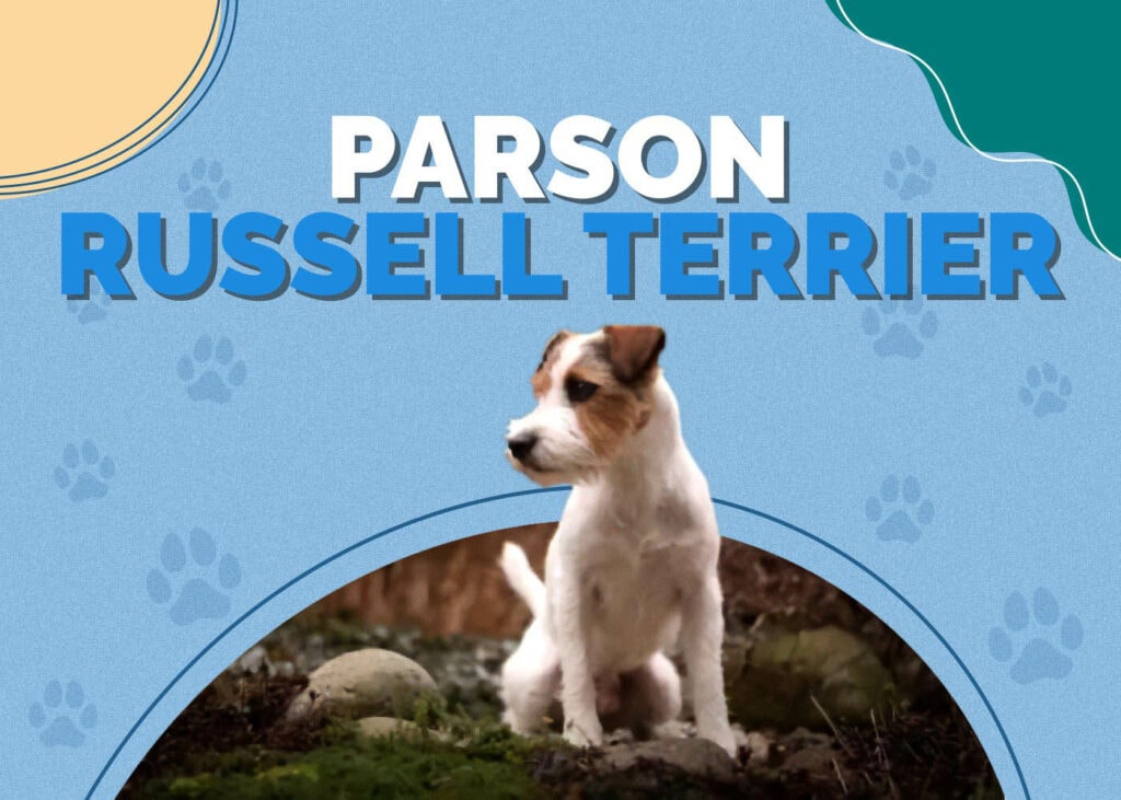 Parson Russell Terrier: Info, Pictures, Characteristics & Facts ...