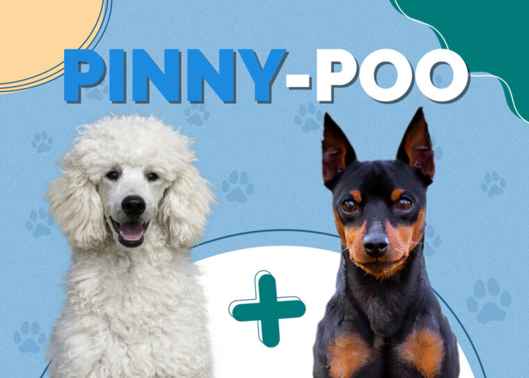 Pinny-Poo (Miniature Pinscher & Poodle Mix): Info, Pictures, Facts ...