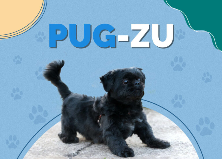 Pug-Zu (Pug & Shih-Tzu Mix) Info, Pictures, Traits & Facts | Hepper Pet Resources