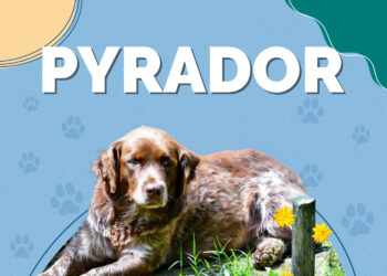 Pyrador (Labrador & Great Pyrenees Mix): Info, Pictures ...