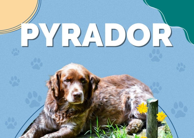 Pyrador (Labrador & Great Pyrenees Mix): Info, Pictures ...