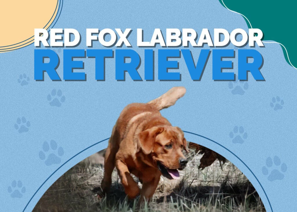 Red Fox Labrador Retriever: Breed Info, Pictures & Traits | Hepper Pet ...