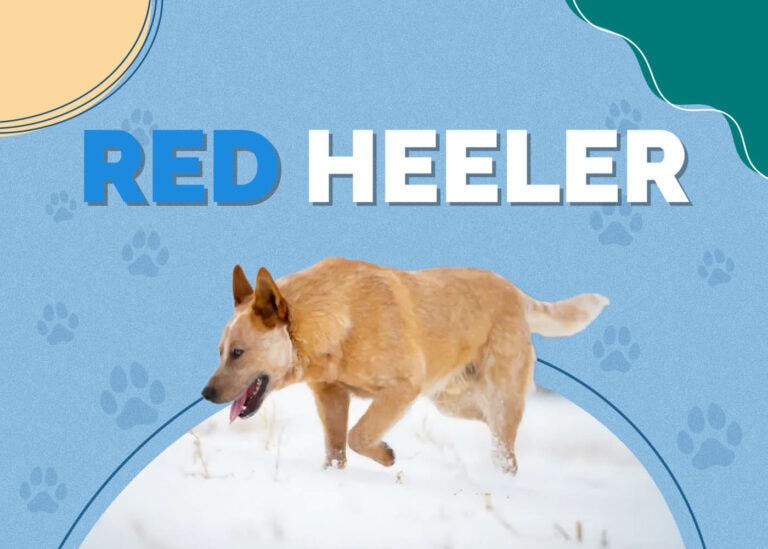Red Heeler: Info, Pictures, Care, Temperament & Traits | Hepper Pet ...