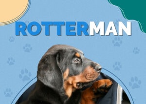 Rotterman (Rottweiler & Doberman Pinscher Mix): Info, Pictures, Care ...